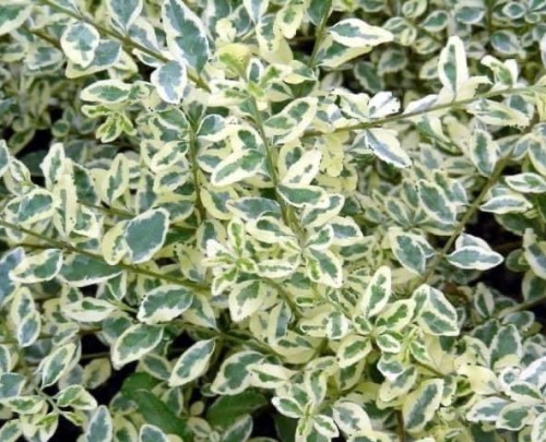 Ligustr 'Variegata' – Idealna Roślina na Żywopłot zieloneogrody